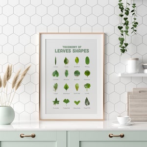 Taxonomy of Leaves Shapes, Botanical Print, Classroom Decor, Leaves ...