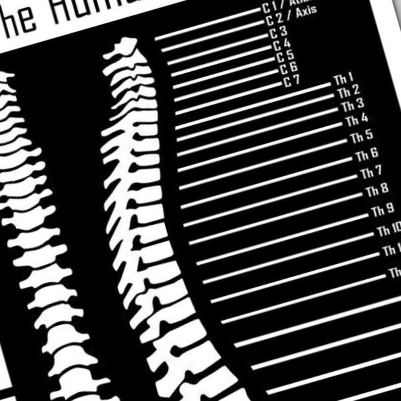 Human Spine Medical Chart SVG | CNC Laser Cut File, Wood Wall Art ...