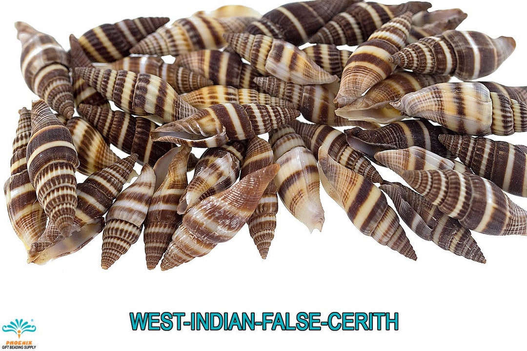 40gr West Indian False Cerith Seashell 8 - 10 Beads - Etsy
