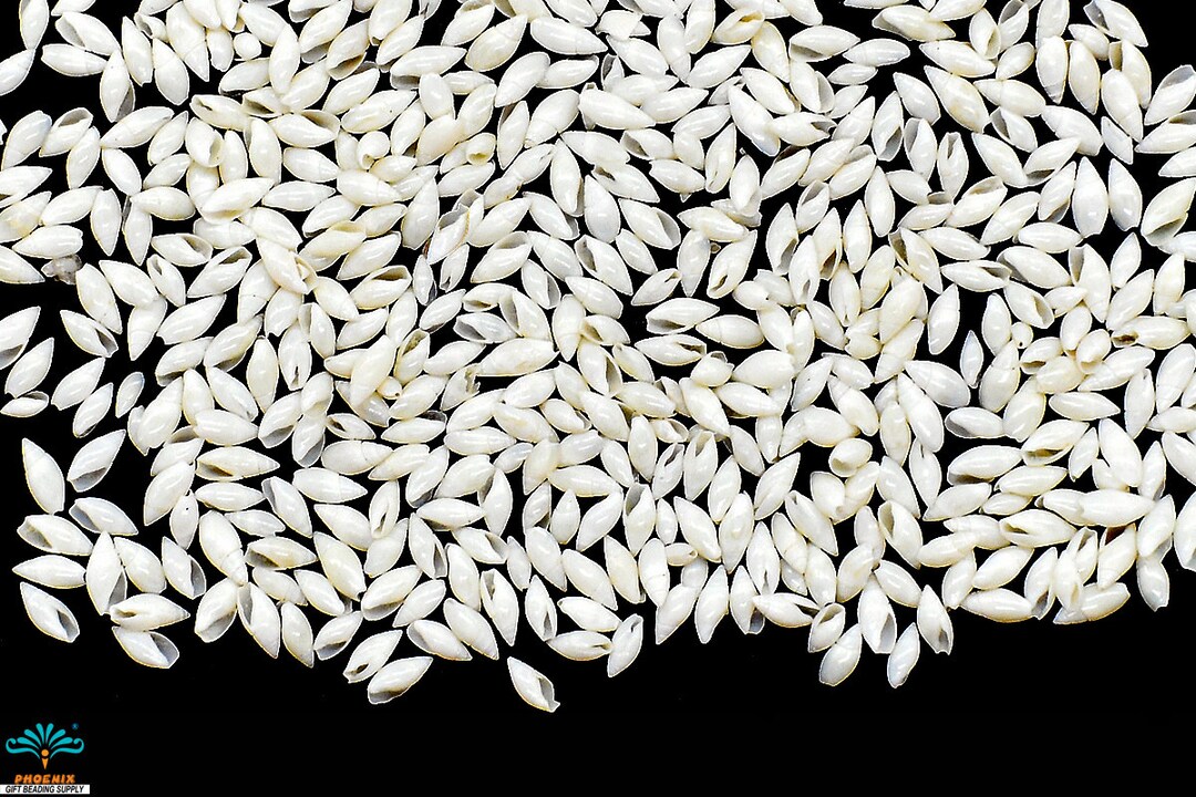 Rice Seashell White Natural No Drilled Hole - Etsy