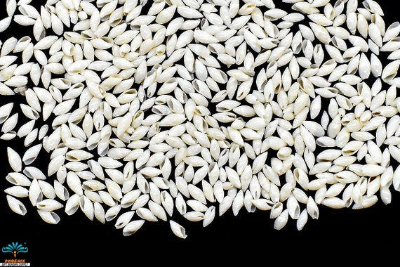 Rice Seashell White Natural No Drilled Hole | Etsy