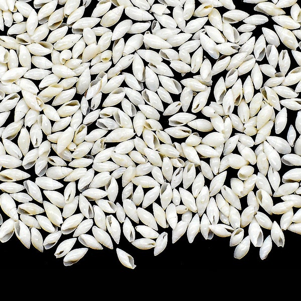 Natural Seashells - Etsy