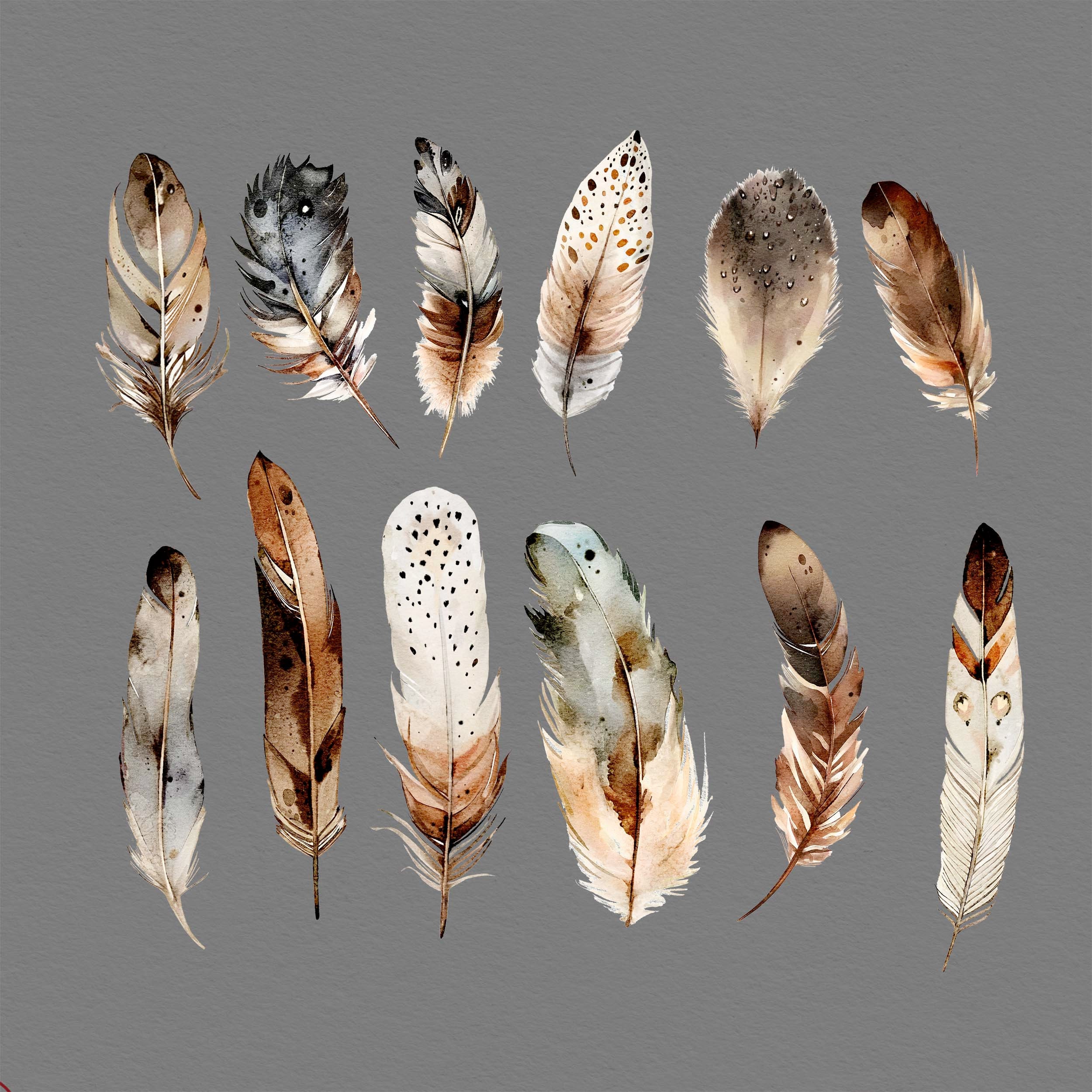 Bird Feather Clip Art Set Illustration Instant Download - Etsy