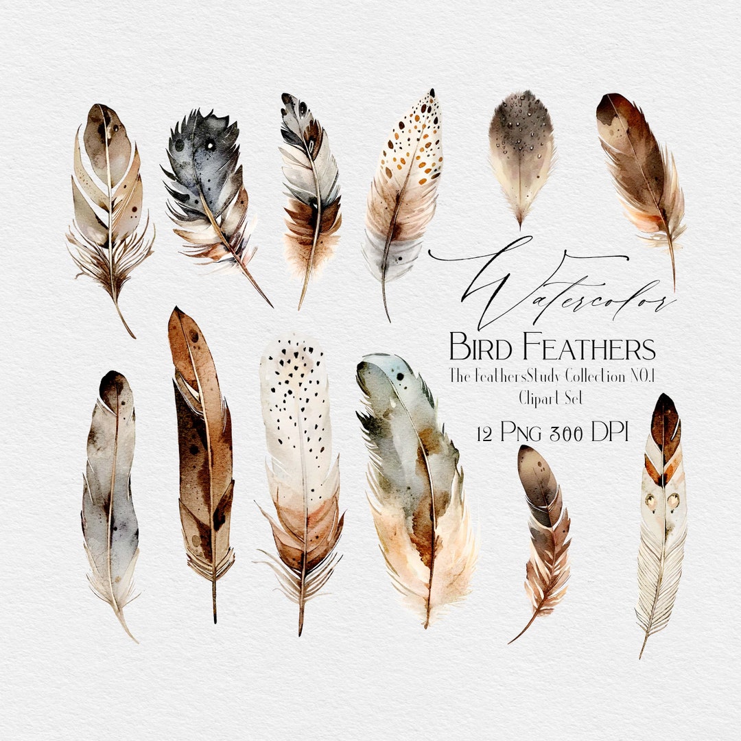 Bird Feather Clip Art Set Illustration Instant Download - Etsy