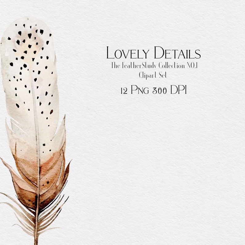 Bird Feather Clip Art Set Illustration Instant Download - Etsy