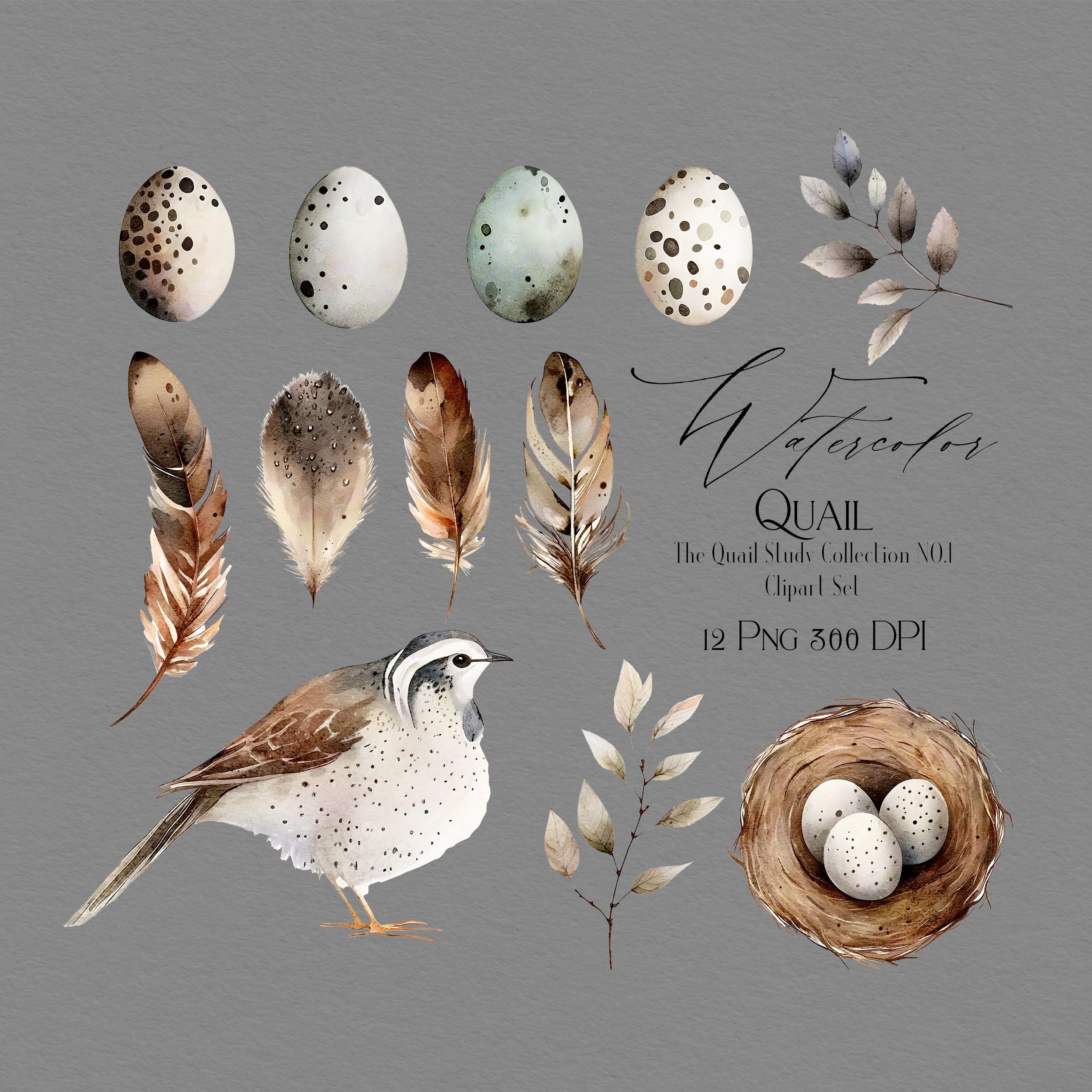 Quail Eggs Feather Clip Art Set - Illustration Instant Download - Etsy