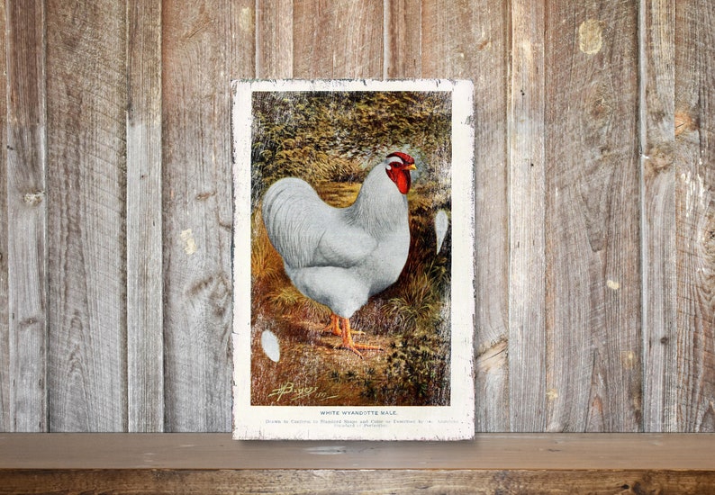 Chicken Decor Chicken Sign Set of 4 Vintage Style Chicken - Etsy