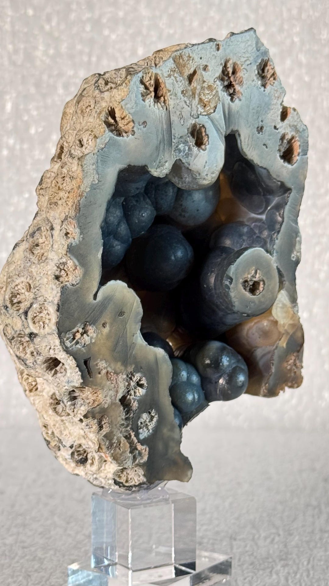 Rare Large Diamond Cave Fossil Agatized Coral Colony Geode - Etsy