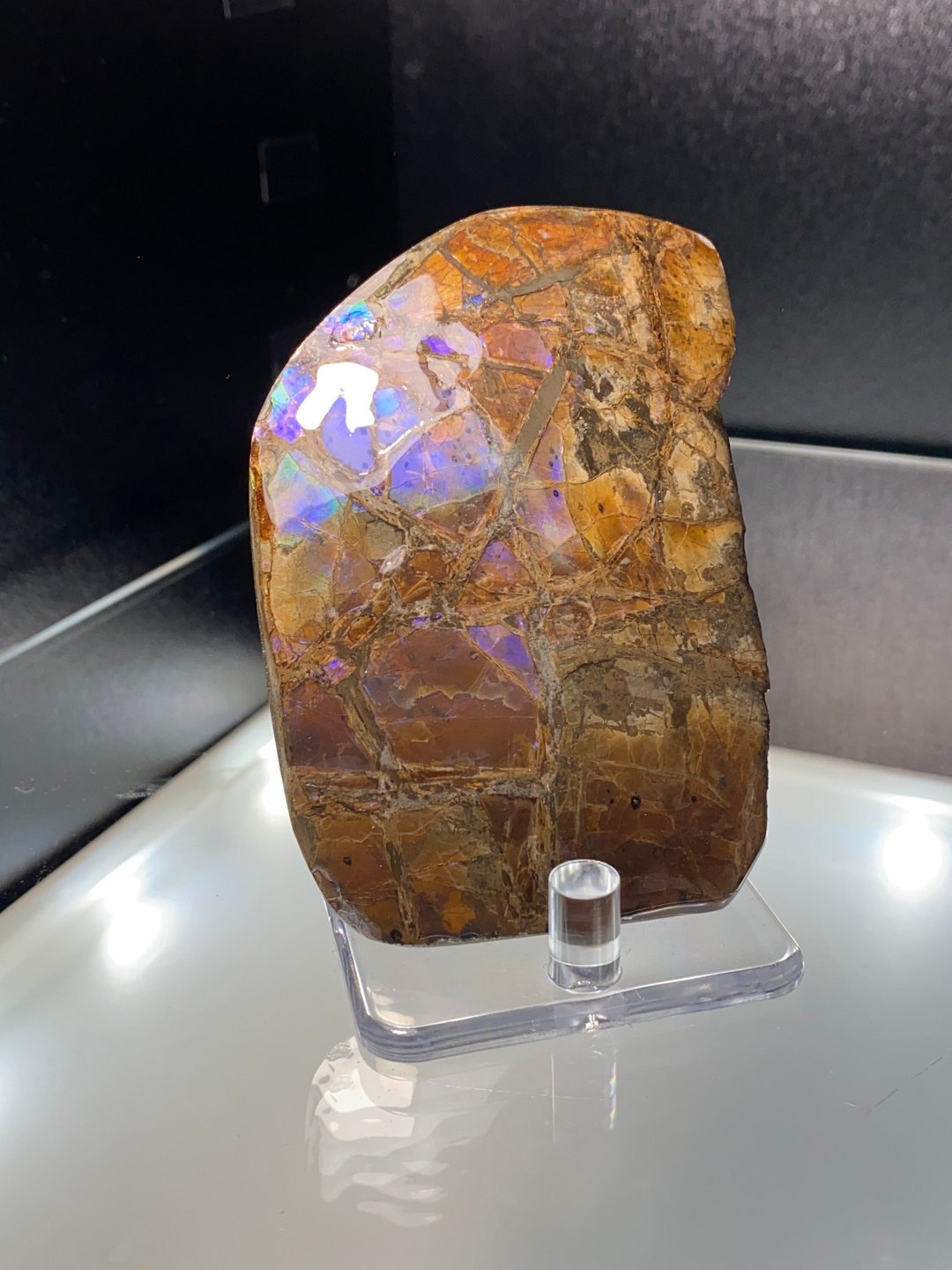 Blue Large Ammolite Slab From Alberta Canada Aaa+ Rare Specimen. - Etsy ...