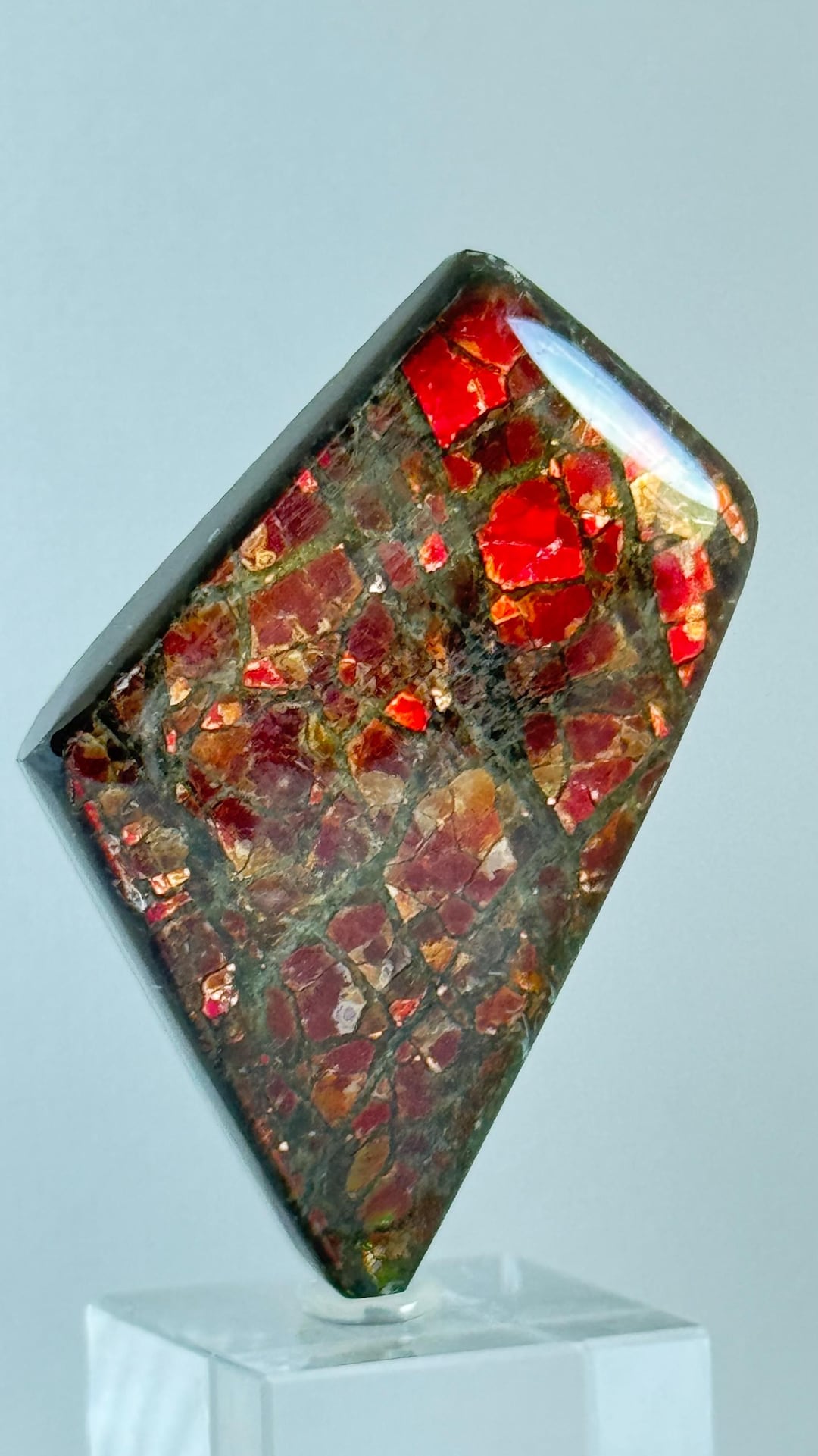 Reptile Skin Red Ammolite Button From Alberta Canada AAA+ Rare ...