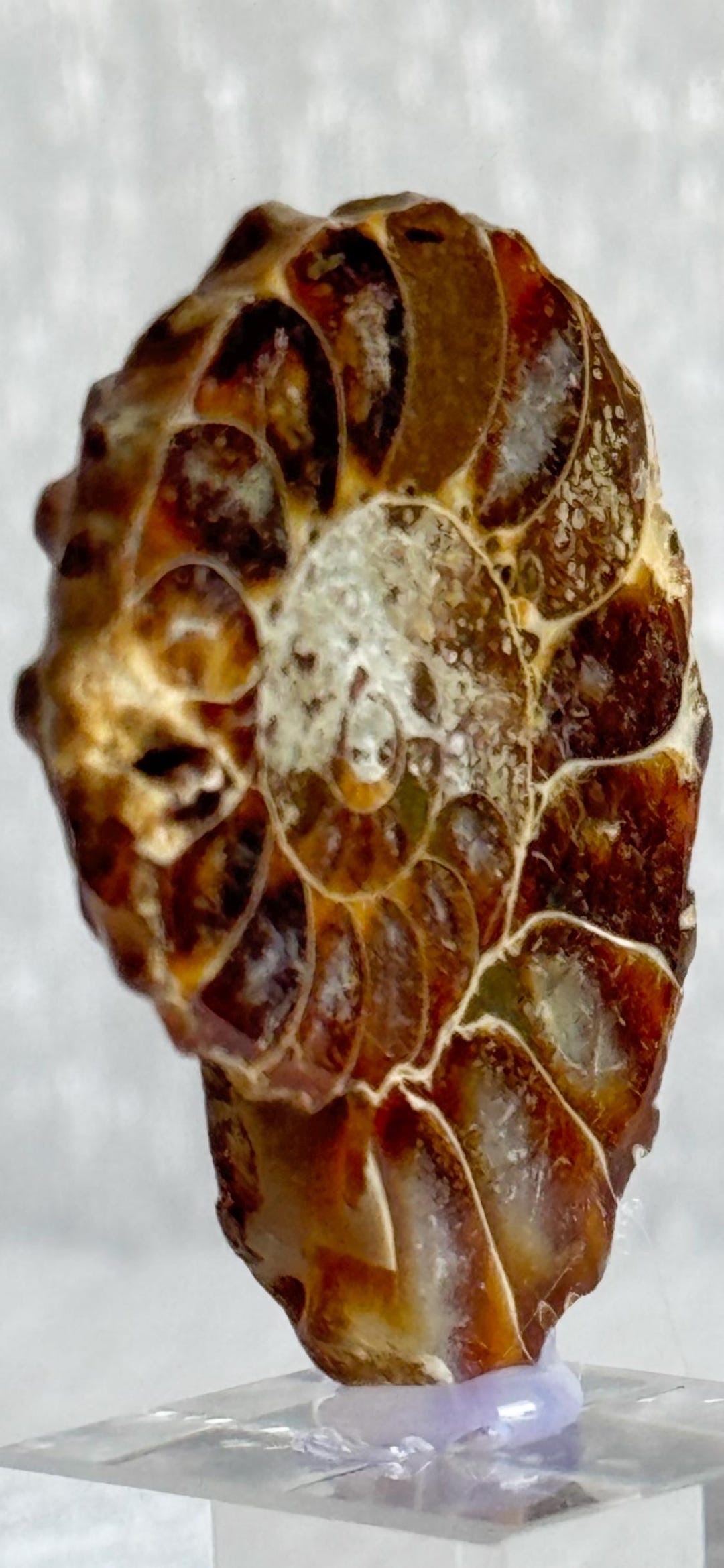 Rainbow!! Natural Original Unplolished Conch Ammonite Fossil Specimen ...