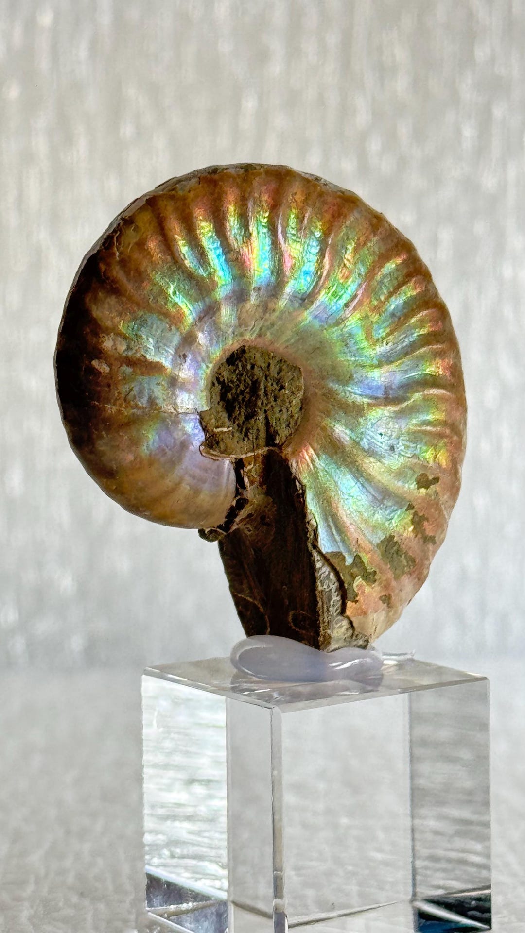 Rainbow!! Natural Original Unplolished Conch Ammonite Fossil Specimen ...