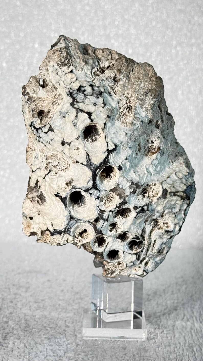 Rare Large Diamond Cave Fossil Agatized Coral Colony Geode - Etsy