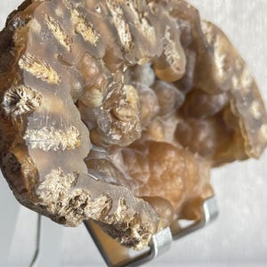 Rare Large Diamond Cave Fossil Agatized Coral Colony Geode - Etsy
