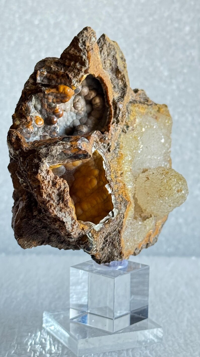 Rare Large Diamond Cave Fossil Agatized Coral Colony Geode AAA - Etsy