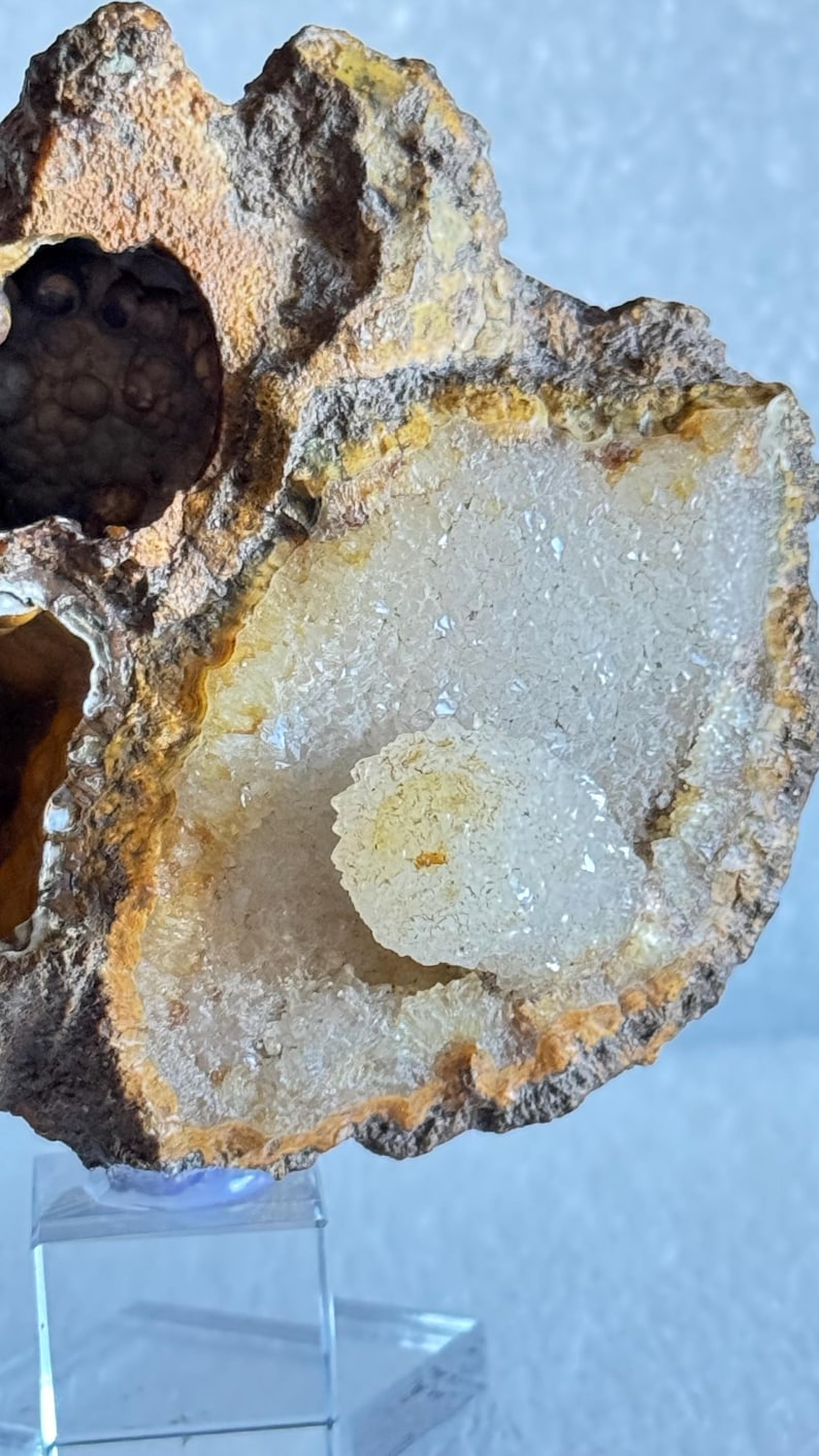 Rare Large Diamond Cave Fossil Agatized Coral Colony Geode AAA - Etsy