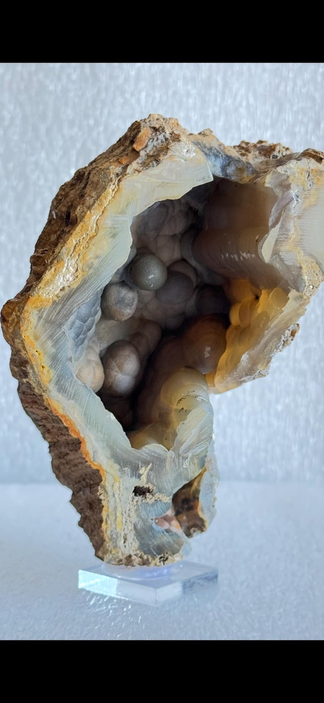 Rare Large Diamond Cave Fossil Agatized Coral Colony Geode AAA - Etsy