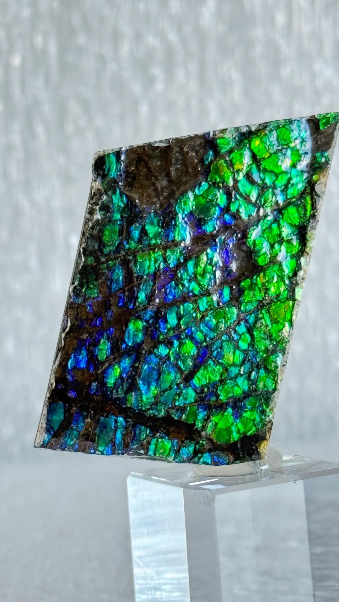 Blue Large Ammolite Slab From Alberta Canada Aaa+ Rare Specimen. - Etsy