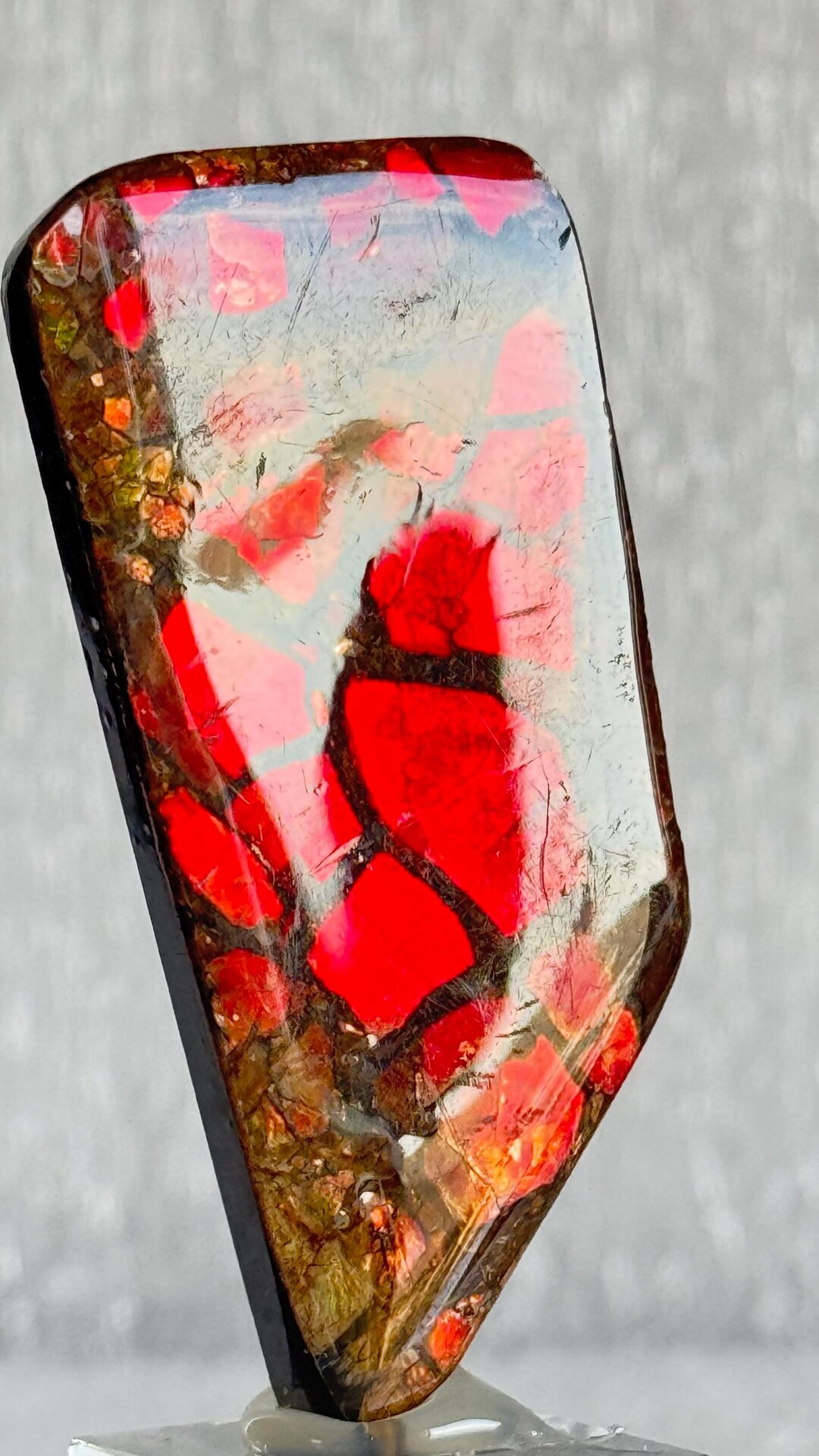Red Ammolite Slab From Alberta Canada Aaa+ Rare Specimen. - Etsy