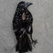 Fine Jewelry Beaded Brooch Pin, Raven Brooch, Black Bird Jewelry ...