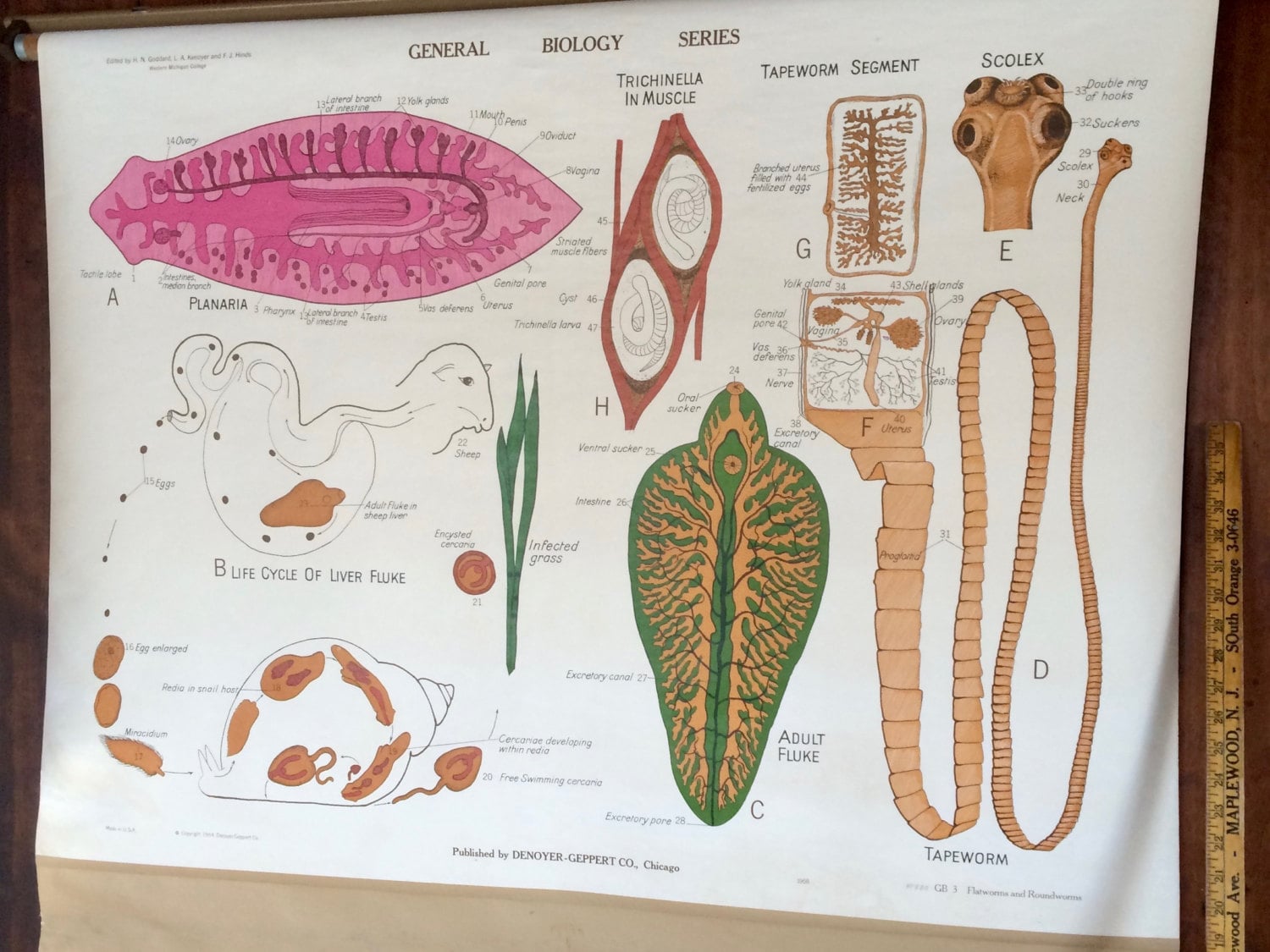 Vintage Biology Poster Flatworms and Roundworms, Denoyer-geppert - Etsy