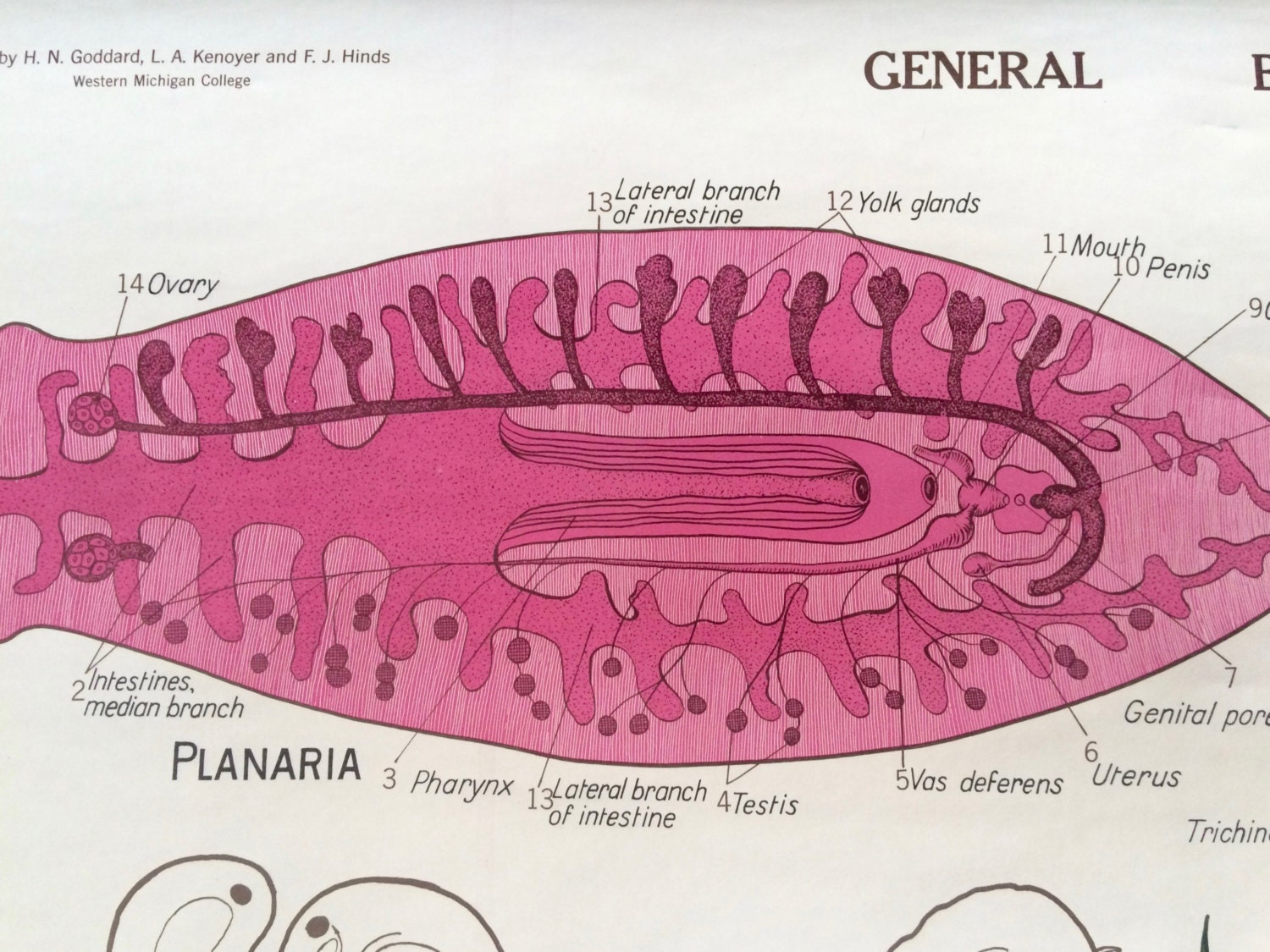 Vintage Biology Poster Flatworms and Roundworms, Denoyer-geppert - Etsy