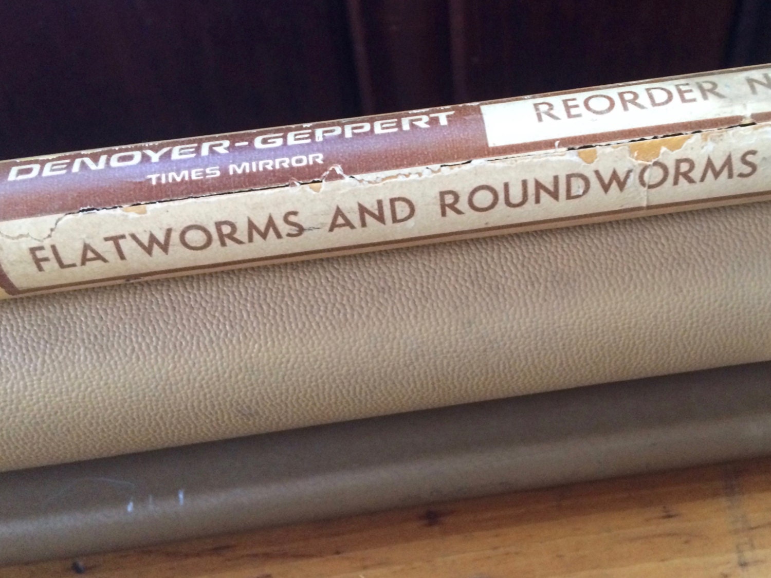 Vintage Biology Poster Flatworms and Roundworms, Denoyer-geppert - Etsy