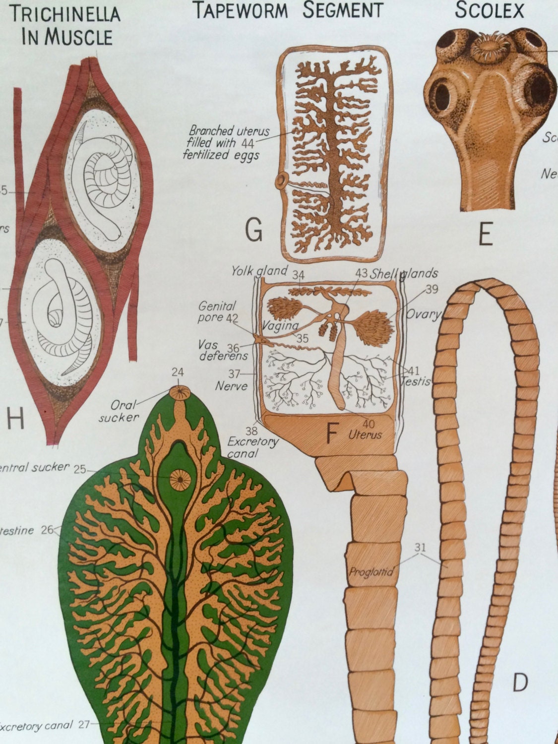 Vintage Biology Poster Flatworms and Roundworms, Denoyer-geppert - Etsy