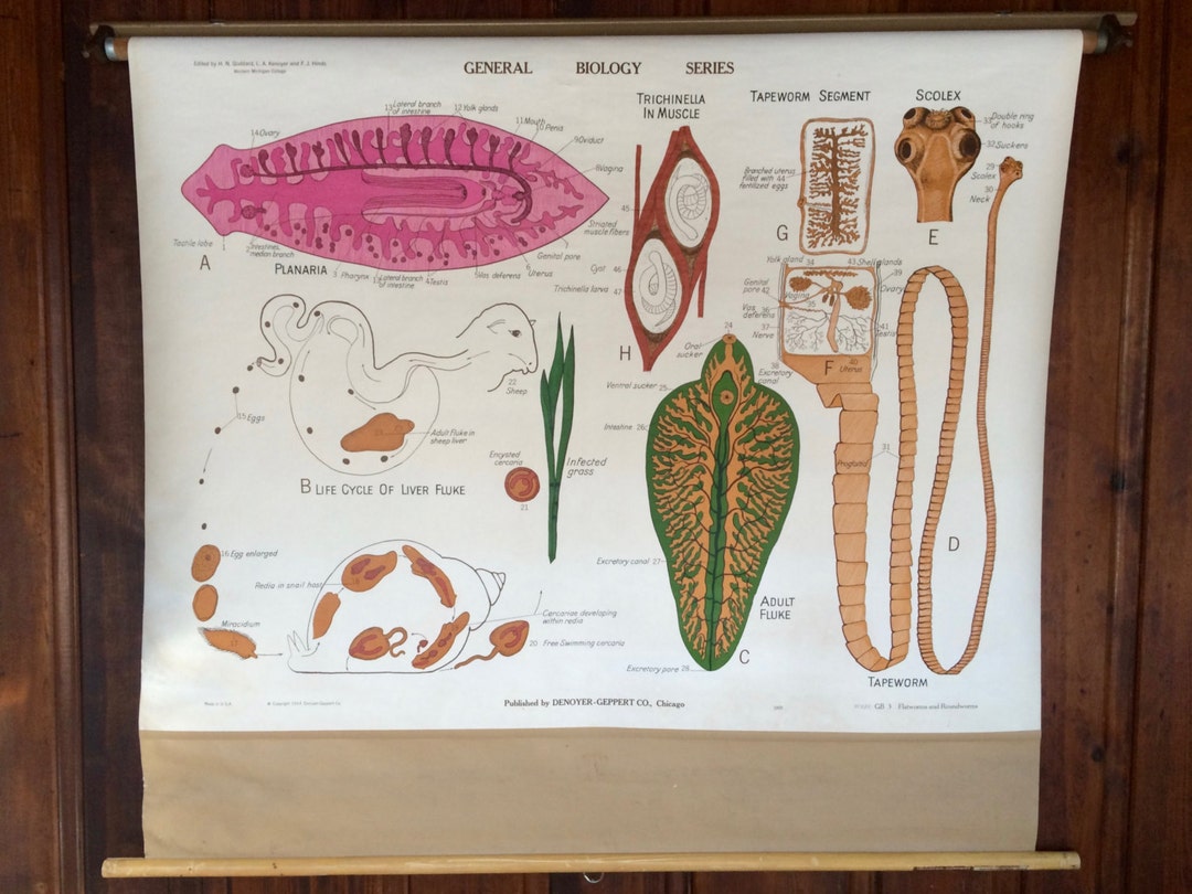 Vintage Biology Poster Flatworms and Roundworms, Denoyer-geppert - Etsy