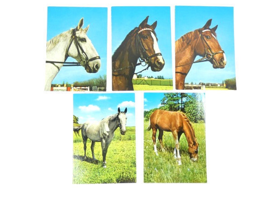 1 Vintage caballo postal West Germany Kruger postal - Etsy España