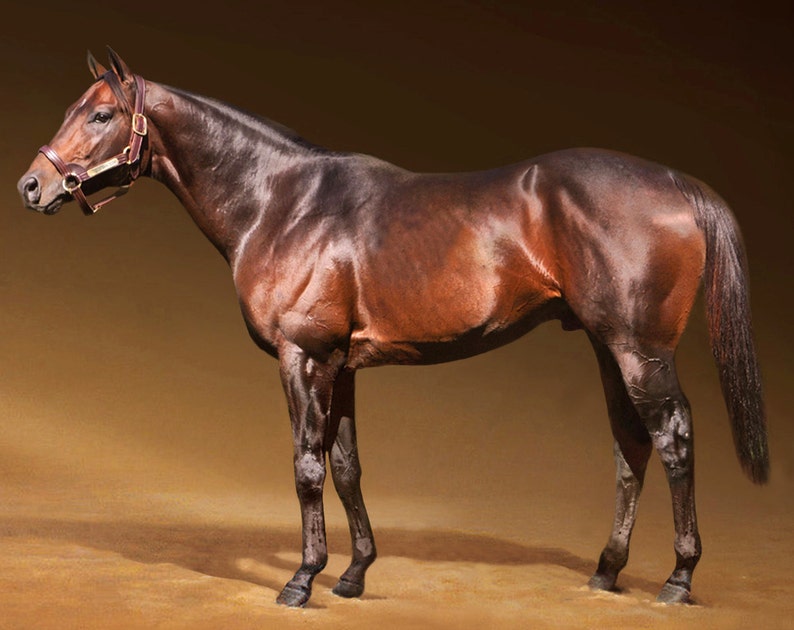 Seattle Slew Canvas Art Print Triple Crown Winner Champion | Etsy