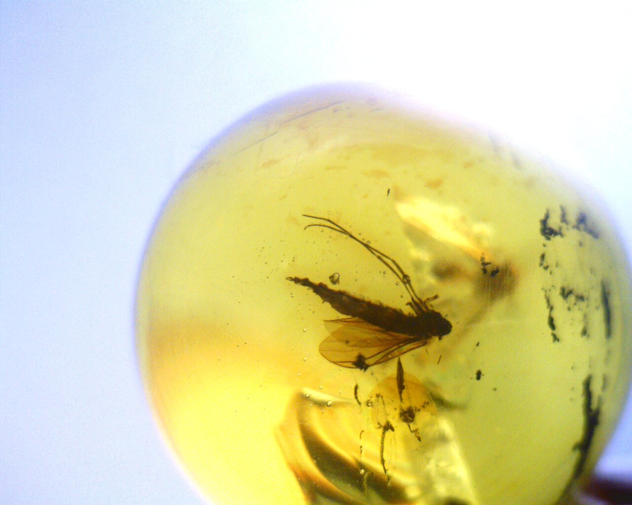 Mexican Amber Sphere Pendant With Insect Inclusions 266216 | Etsy