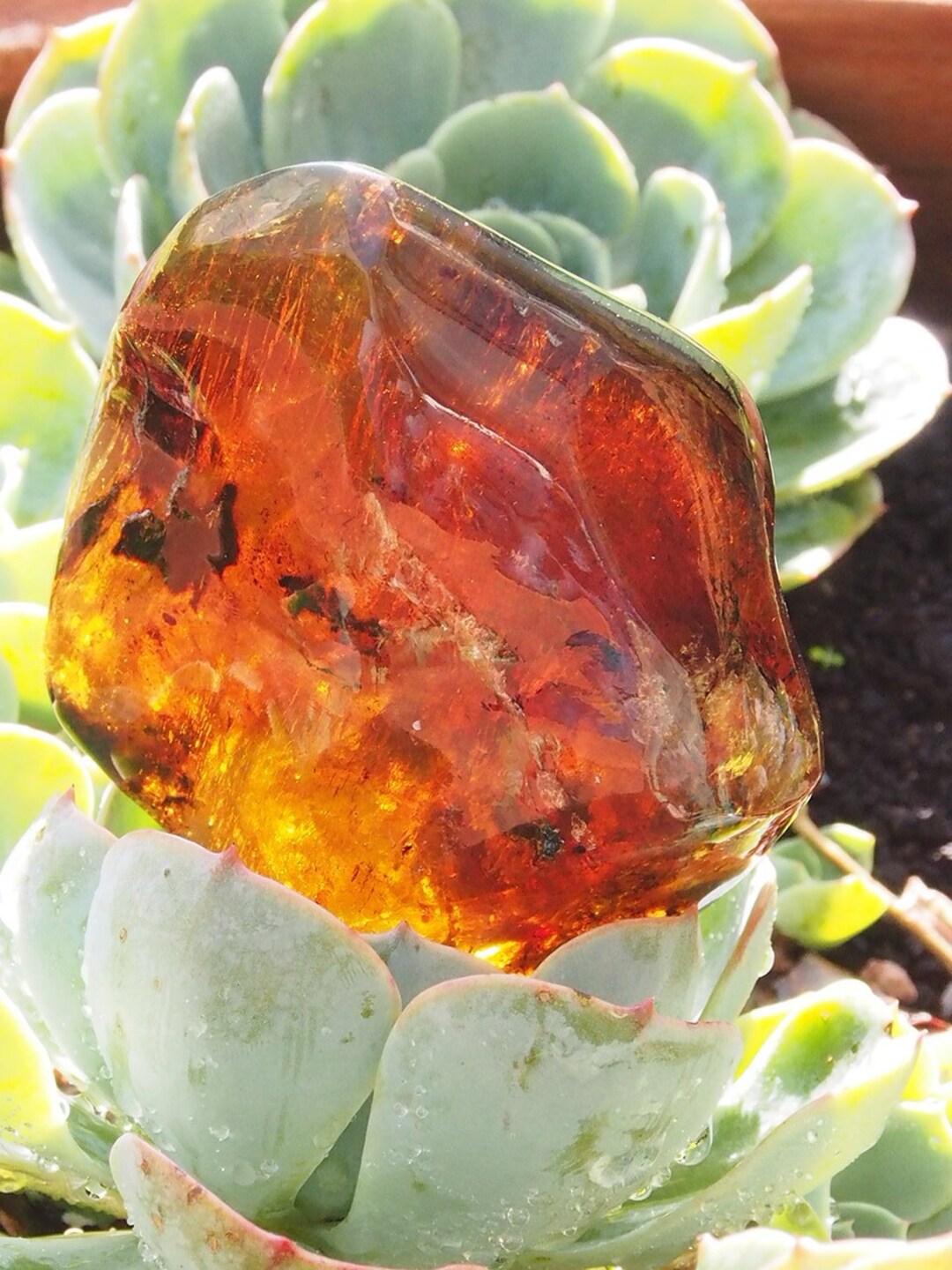 Fully Polished Mexican Amber - Etsy
