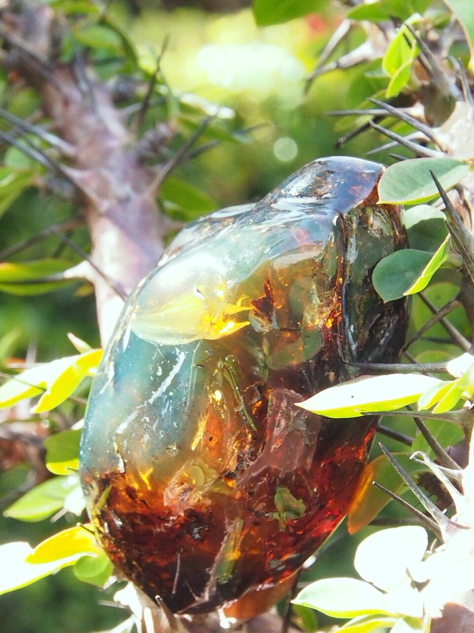 Fully Polished Mexican Amber Piece 269525 - Etsy