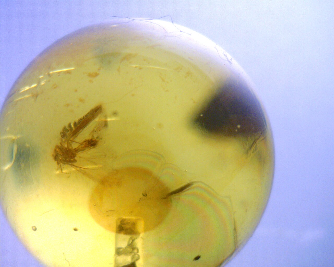 Mexican Amber Sphere Pendant With Insect Inclusions 266216 | Etsy