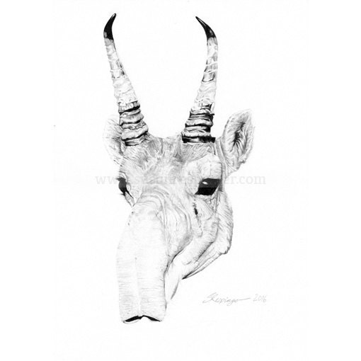 Saiga Antelope Drawing