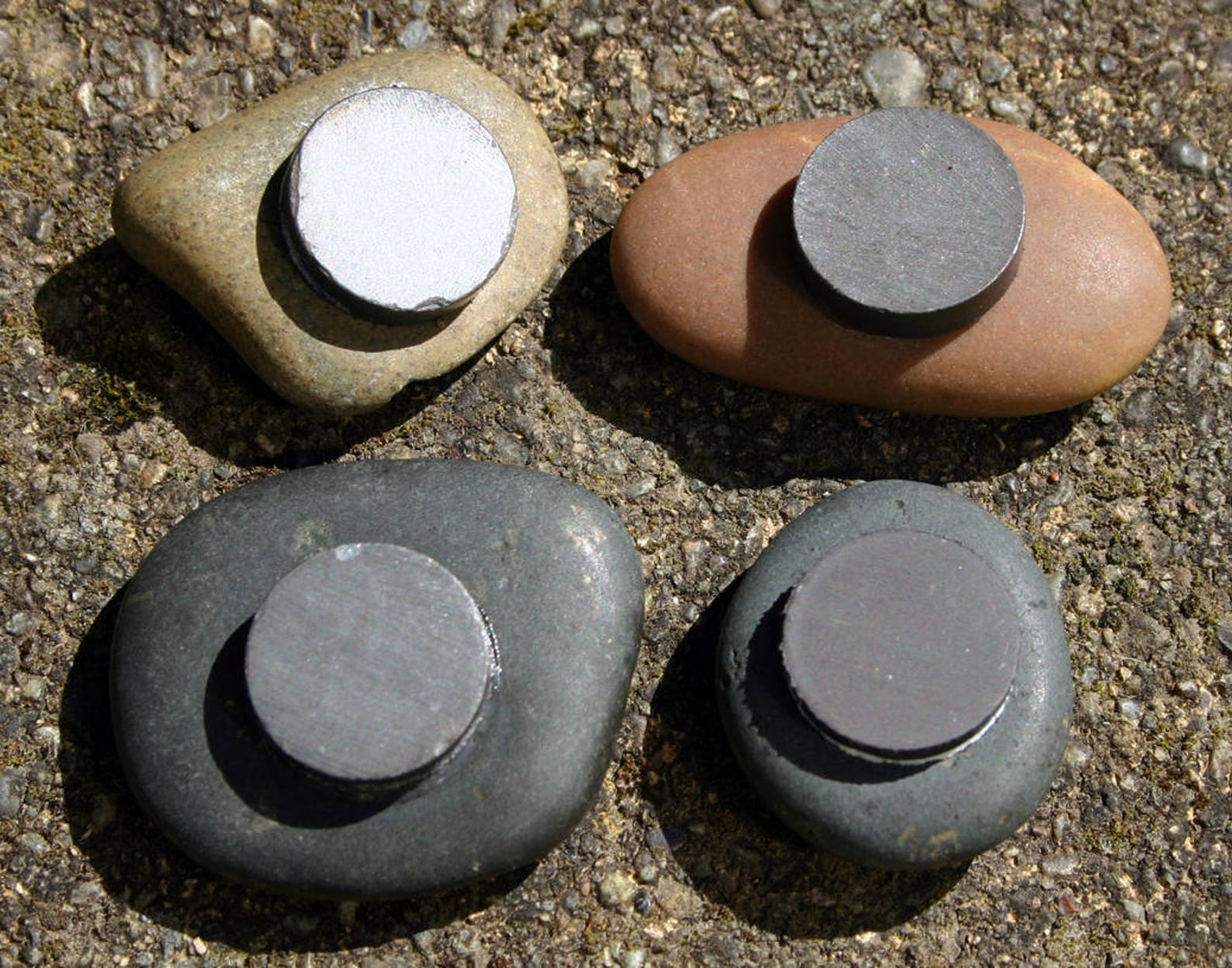 Painted Fossil Rock Magnets: Land Animals Gold Paint - Etsy