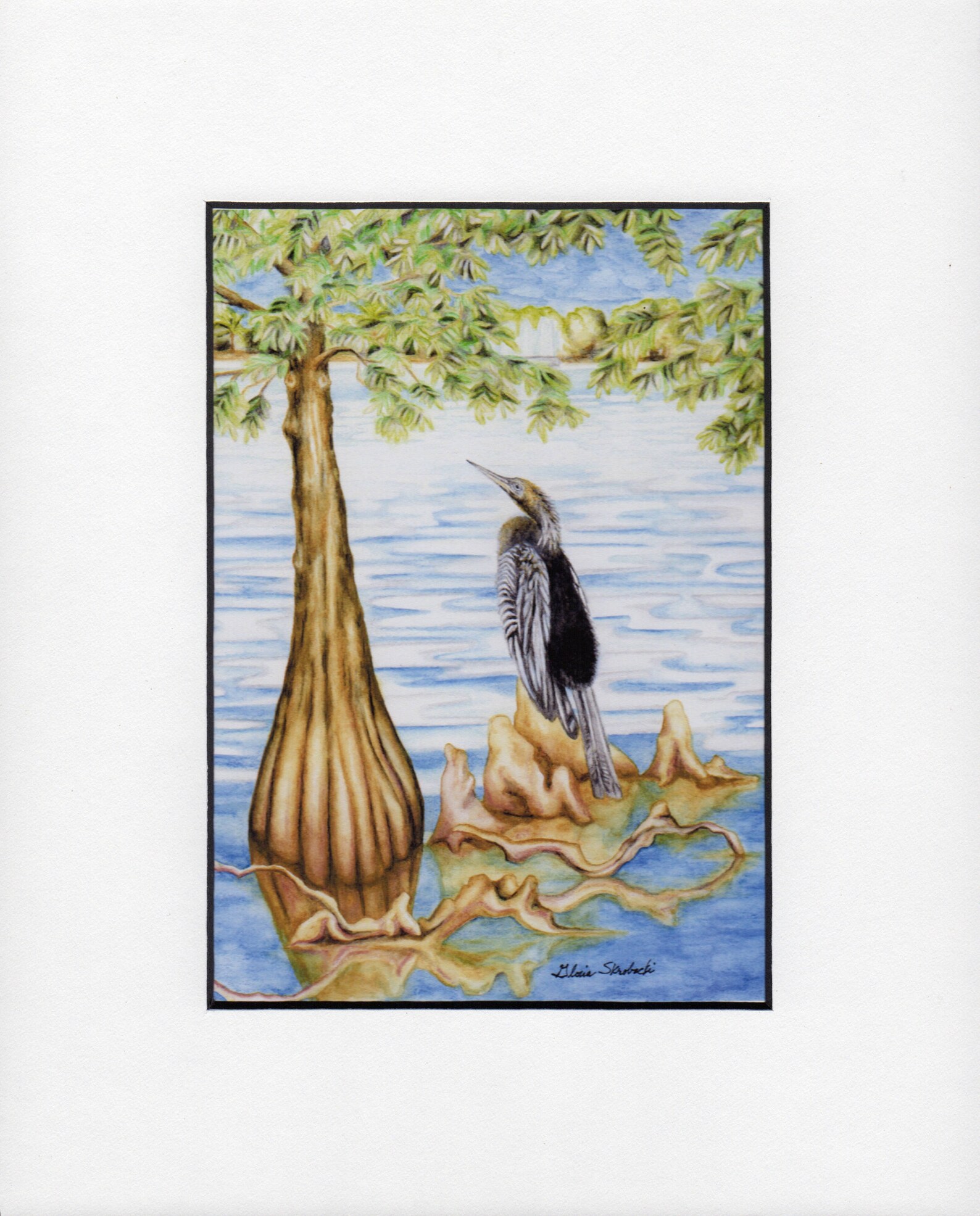 Anhinga Bird Prints, Round or Square Coasters, Original Bird Artwork ...