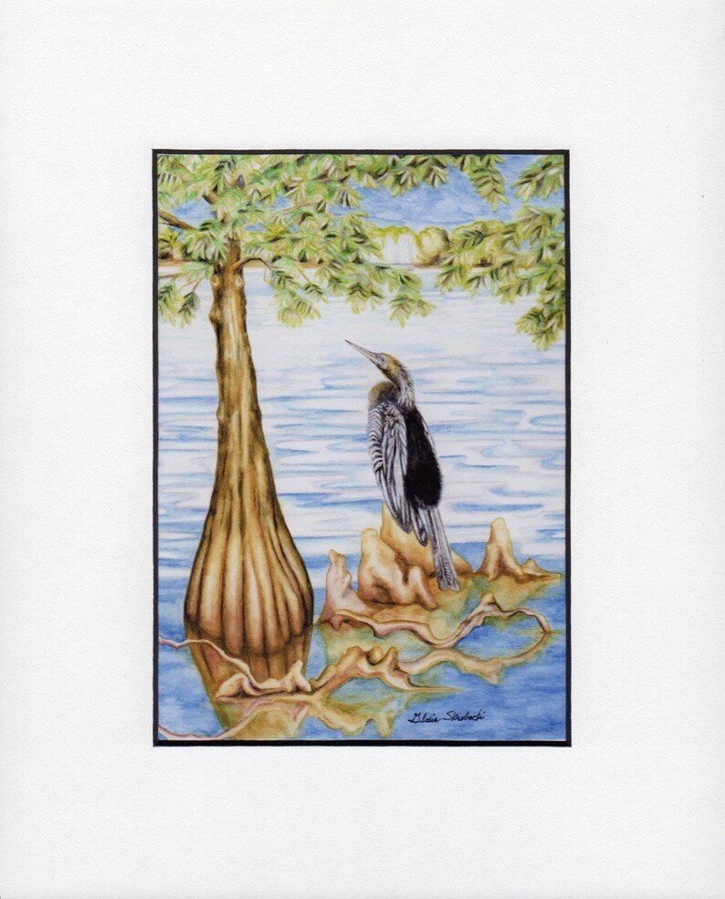 Anhinga Bird Prints, Round or Square Coasters, Original Bird Artwork ...