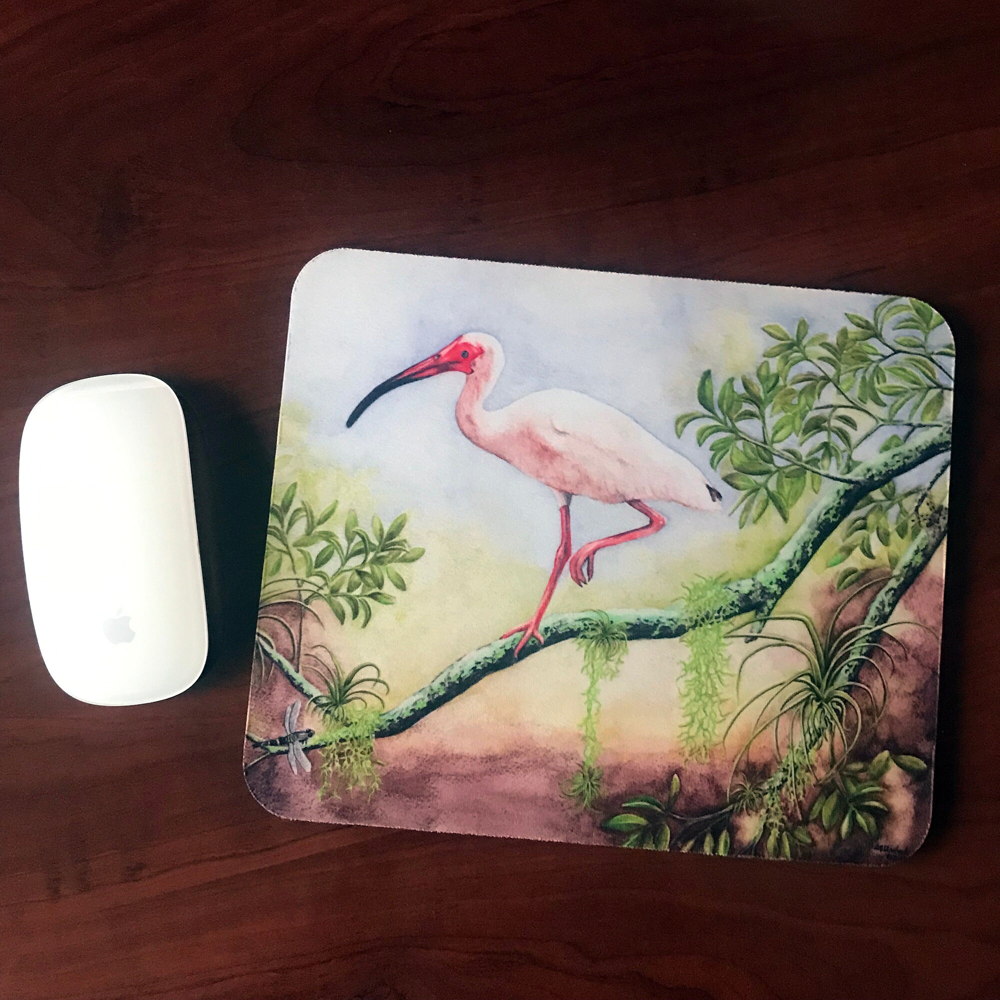 White Ibis, Bird Prints, Round or Square Coasters, Florida Everglades ...