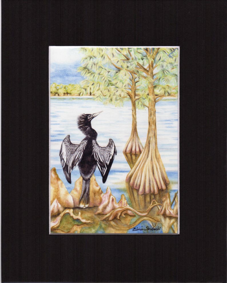 Anhinga, Bird Prints, Round or Square Coasters, Original Bird Artwork ...