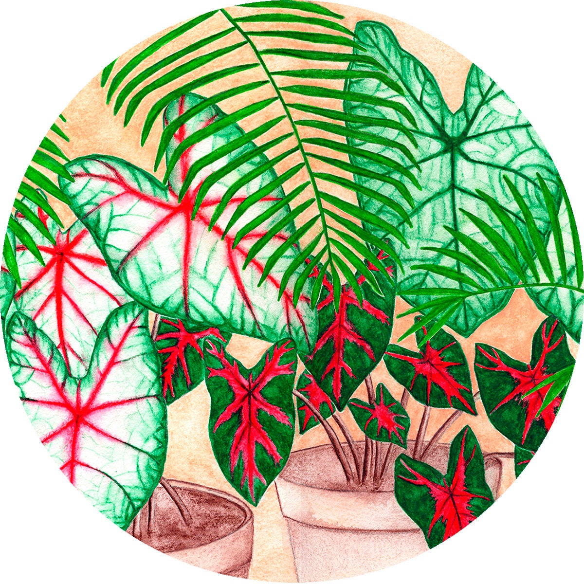 Caladium Art Print, Botanical Prints, Round or Square Coasters, Boho ...