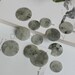 2-100 Pcs Natural Labradorite Gemstone Flat Round Disc Circle - Etsy