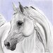 White Arabian Horse Art Print, Horse Portrait - Fine Art Giclee Print ...