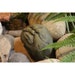 Snoozing Stones - ‘droopy’ Outdoor Stone Effect Sleeping Character ...