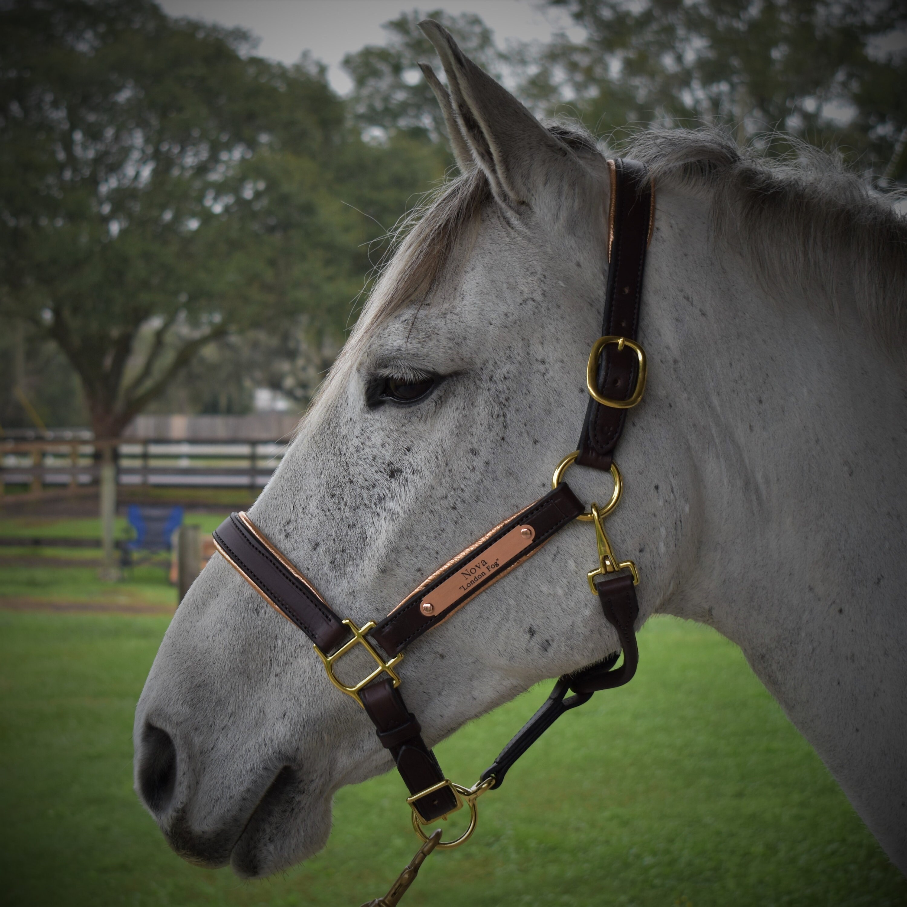 Custom Rose Gold Padded Leather Halter W/ Engraved Name Plate ...