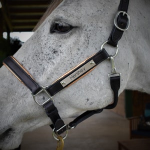 Custom Rose Gold Padded Leather Halter W/ Engraved Name Plate | Etsy