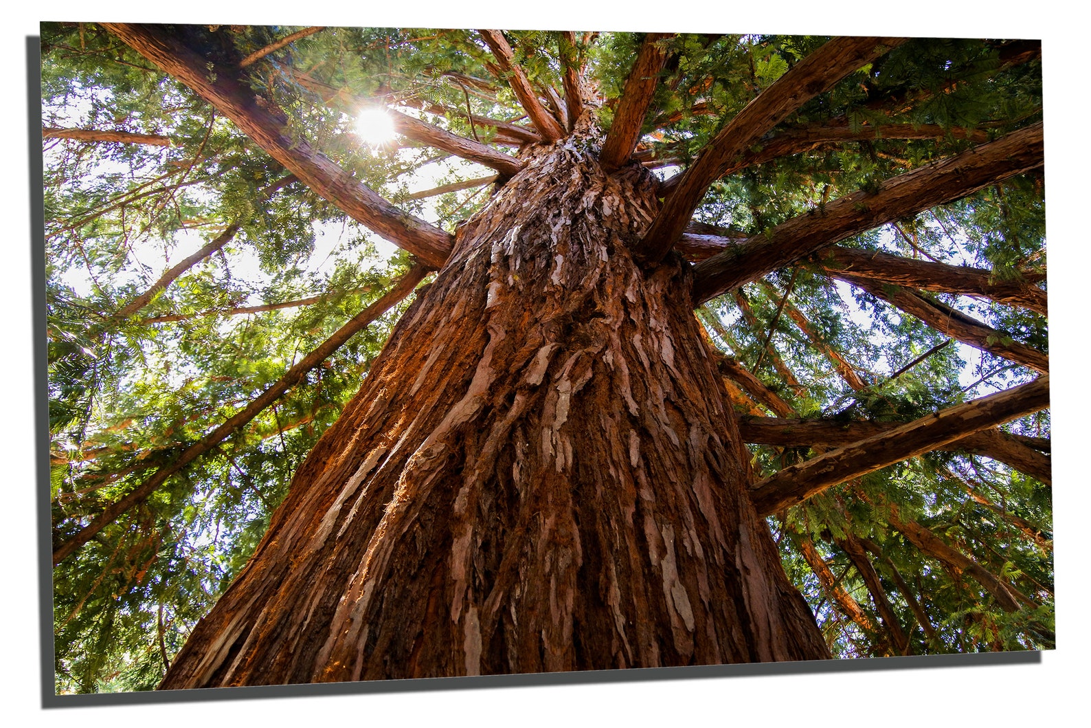 Metal Prints - Sequoia Redwood Tree Bark - 3 Panel Split, Triptych ...