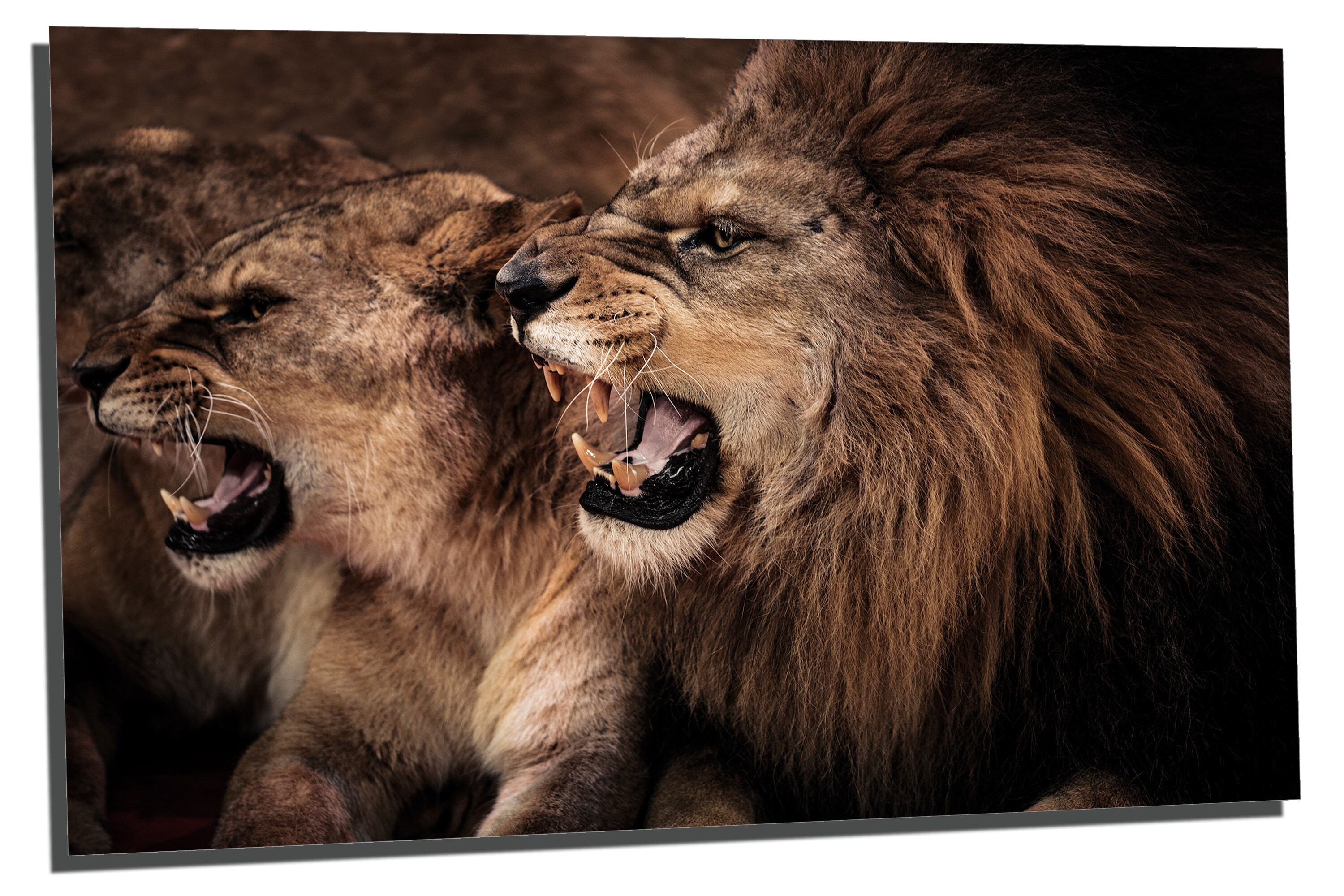 Metal Print Roaring Lion and Lioness Wall Art Lion Art | Etsy