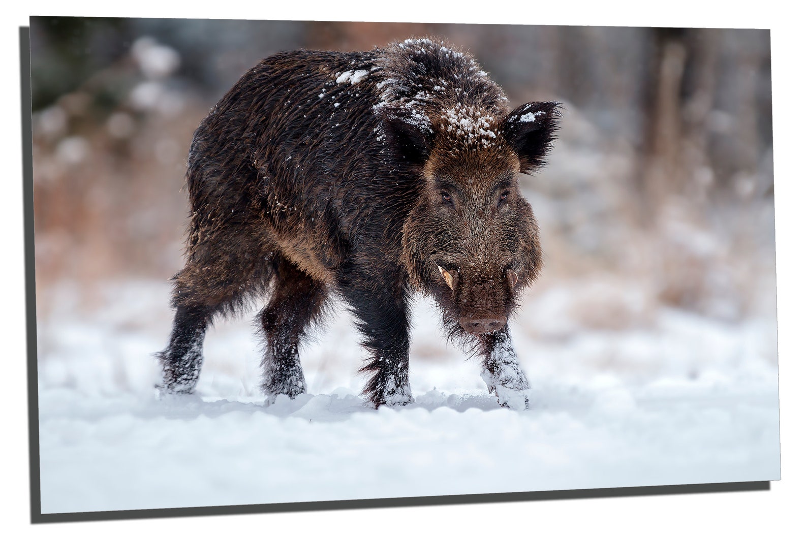 Metal Prints Wild Boar Hog Wall Art Photography 3 Panel | Etsy